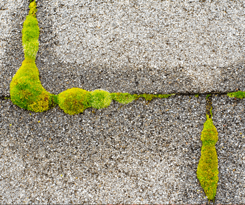 Emergency Roofing Solutions: Tackling Moss and Mold